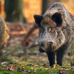 Magnificent Beast - Rotten Tomatoes