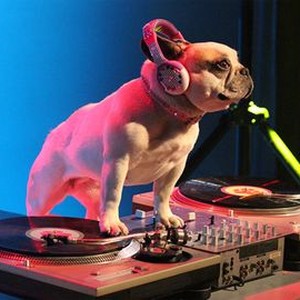 Mutt & Stuff: Season 1, Episode 1 - Rotten Tomatoes
