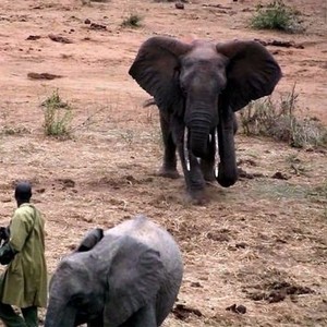 Ivory. A Crime Story - Rotten Tomatoes