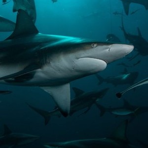 Planet Shark - Rotten Tomatoes