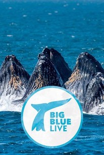 Big Blue Live: Season 1 | Rotten Tomatoes
