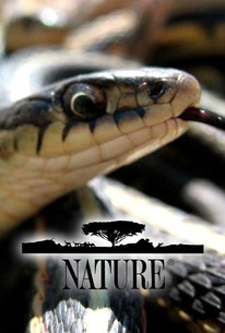 Nature: Season 26 | Rotten Tomatoes
