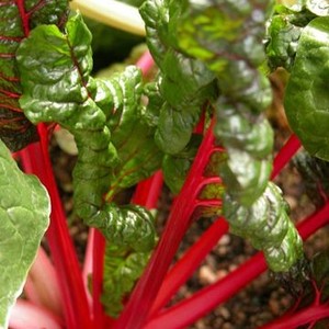 Fresh - Rotten Tomatoes