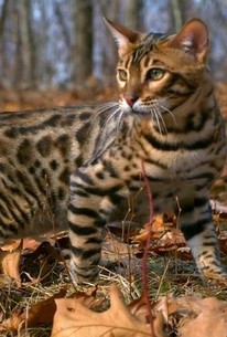 Too Cute!: Season 1, Episode 1 | Rotten Tomatoes