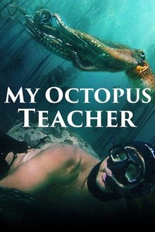 Octopus Teacher An Ode To Octopi: Diving Into South Africa With Pippa