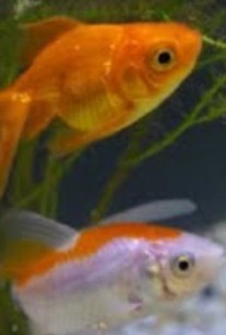 Creature Mania: Season 1, Episode 6 | Rotten Tomatoes