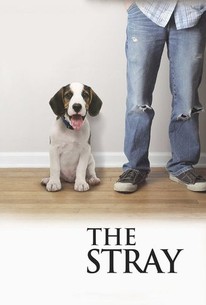 The Stray | Rotten Tomatoes