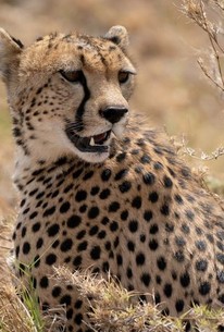 Predators: Season 1, Episode 1 | Rotten Tomatoes