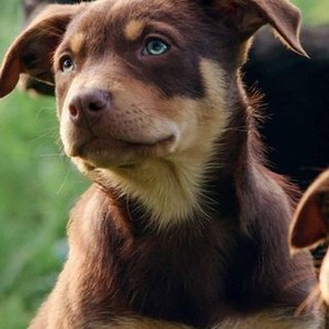 Muster Dogs - Rotten Tomatoes