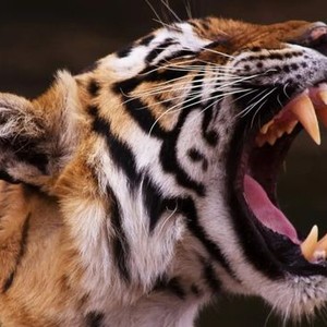 Secret Life of Predators - Rotten Tomatoes