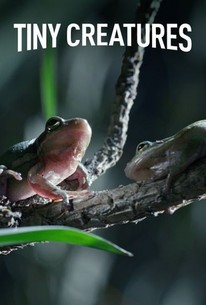 Tiny Creatures: Season 1 | Rotten Tomatoes