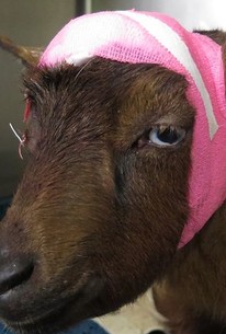 The Incredible Dr. Pol: Season 14, Episode 5 | Rotten Tomatoes