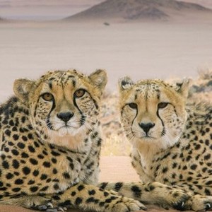 Big Cats - Rotten Tomatoes