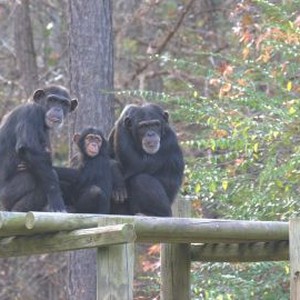 Meet the Chimps: Season 1, Episode 1 - Rotten Tomatoes