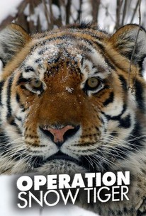 Operation Snow Tiger: Season 1 | Rotten Tomatoes