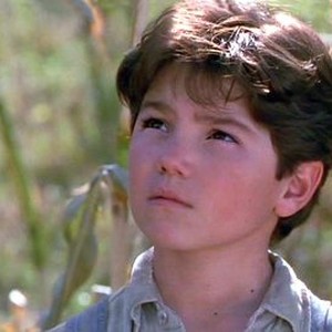 The Education of Little Tree - Rotten Tomatoes