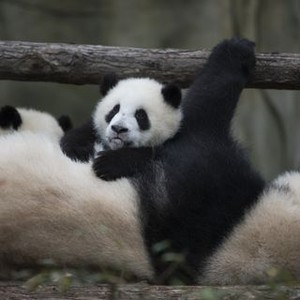 Pandas - Rotten Tomatoes