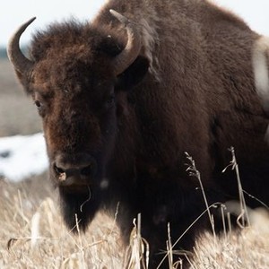 Last Wild Bison - Rotten Tomatoes