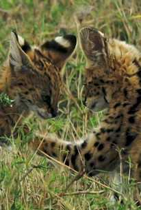 Big Cats: Season 1, Episode 1 | Rotten Tomatoes