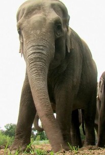 The Zoo: Season 4, Episode 1 | Rotten Tomatoes