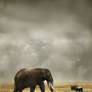 Blood Ivory - Rotten Tomatoes