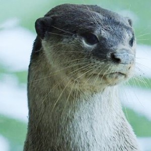 Otter Dynasty: Season 1, Episode 5 - Rotten Tomatoes