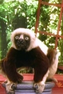 Zoboomafoo: Season 1, Episode 40 | Rotten Tomatoes