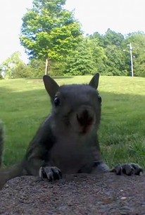 America's Funniest Home Videos: Animal Edition: Season 2, Episode 7 ...