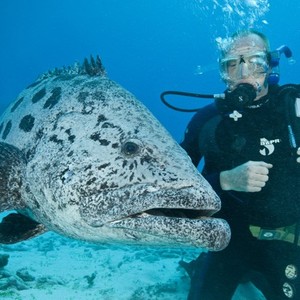Under the Sea - Rotten Tomatoes
