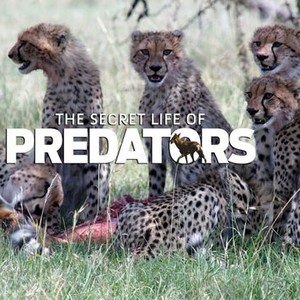 Secret Life of Predators - Rotten Tomatoes