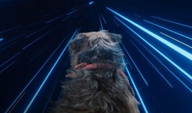 Strays - Rotten Tomatoes