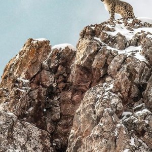 The Velvet Queen - Rotten Tomatoes