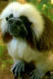 Totally Wild: Season 24, Episode 122 | Rotten Tomatoes