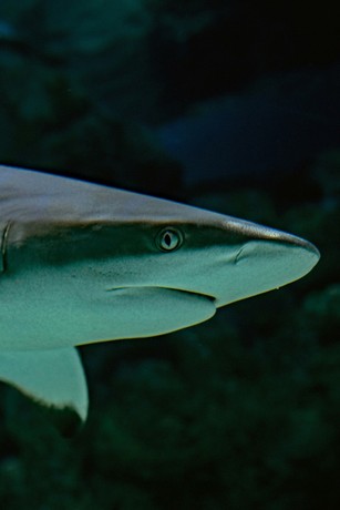 Investigation Shark Attack | Rotten Tomatoes