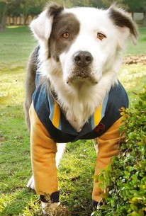 Pup Academy: Season 1, Episode 11 - Rotten Tomatoes