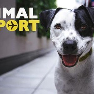 Animal Airport: Season 2, Episode 12 - Rotten Tomatoes
