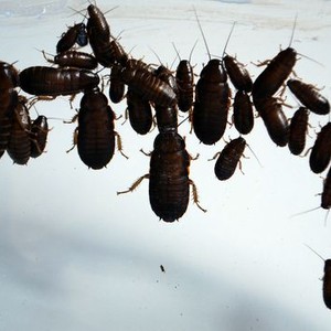 Infested! - Rotten Tomatoes