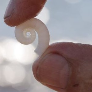 Elemental - Rotten Tomatoes