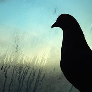 Sweetheart Deal - Rotten Tomatoes