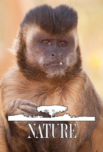 Nature: Season 34 | Rotten Tomatoes