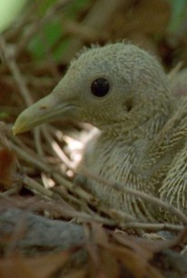 Baby Animals in the Wild: Season 1, Episode 8 | Rotten Tomatoes