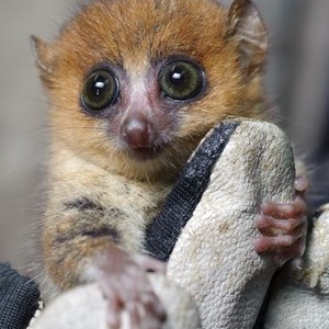 Island of Lemurs: Madagascar - Rotten Tomatoes