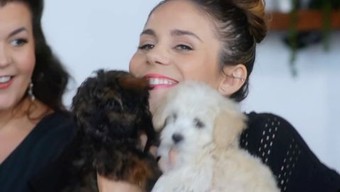 Pet Stars - Rotten Tomatoes