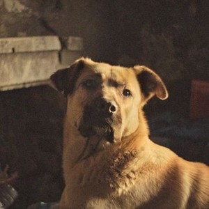 Stray - Rotten Tomatoes