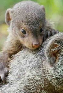 Serengeti: Season 3, Episode 5 | Rotten Tomatoes