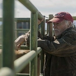 The Mustang - Rotten Tomatoes