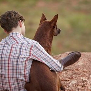 Red Dog: True Blue - Rotten Tomatoes