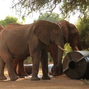 The Elephant Queen - Rotten Tomatoes