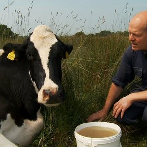 The Moo Man - Rotten Tomatoes