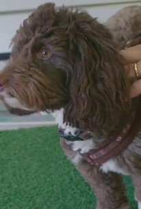 Topsy and Tim: Season 3, Episode 9 - Rotten Tomatoes